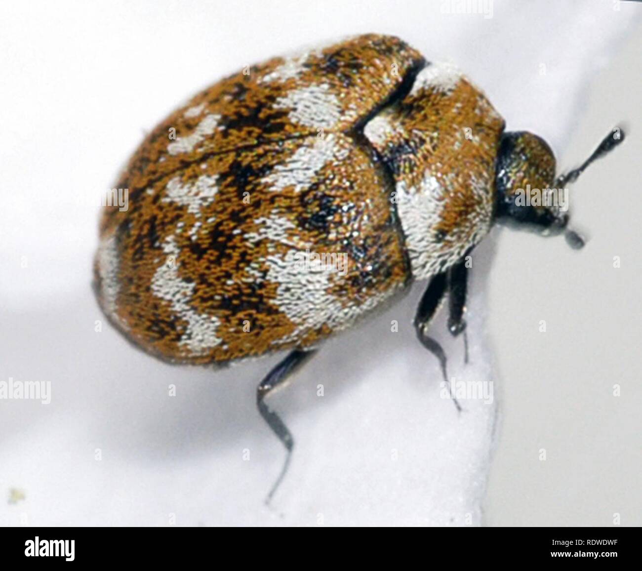 Anthrenus verbasci Banque de photographies et d’images à haute ...