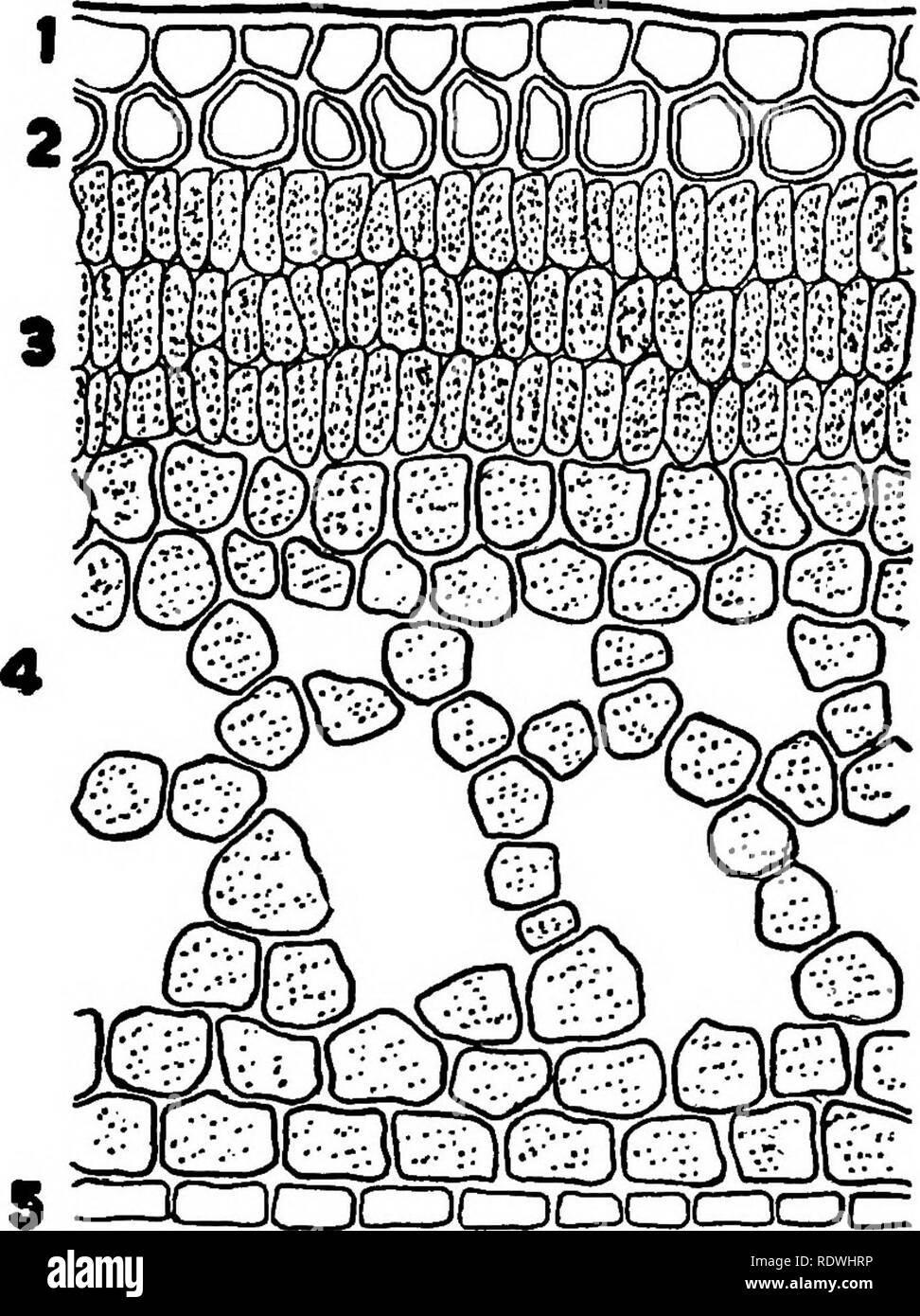 . Les éléments d'histologie végétale. Anatomie végétale. La STRUCTURE ...