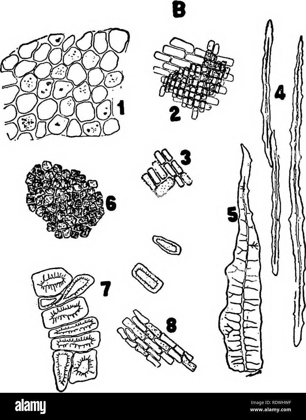 . Les éléments d'histologie végétale. Anatomie végétale. La structure ...