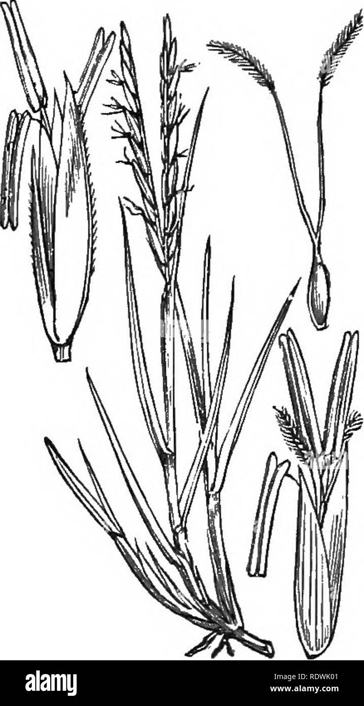 Spartina stricta Banque de photographies et d’images à haute résolution ...