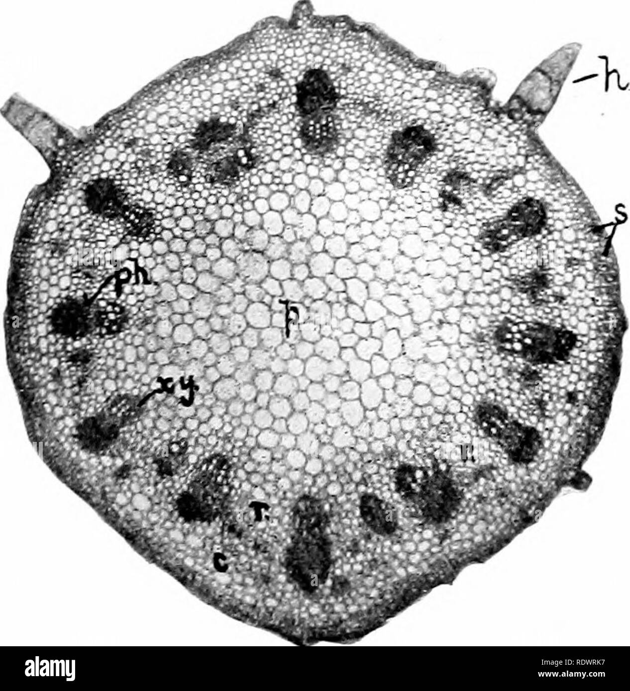 . Une introduction à la structure et à la reproduction des plantes ...