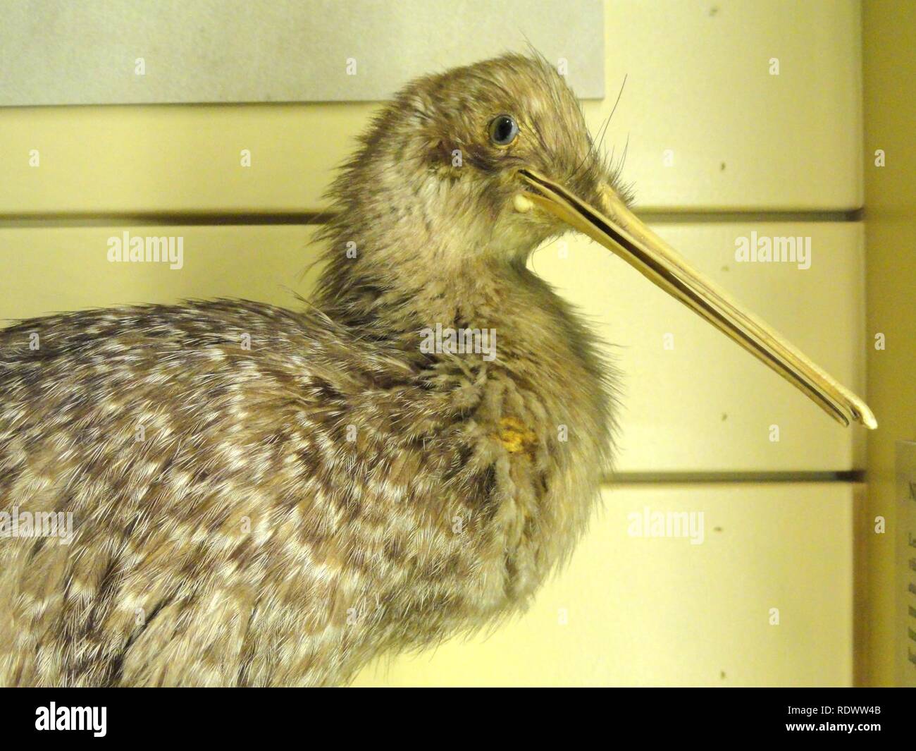 Apteryx australis Banque de photographies et d’images à haute ...