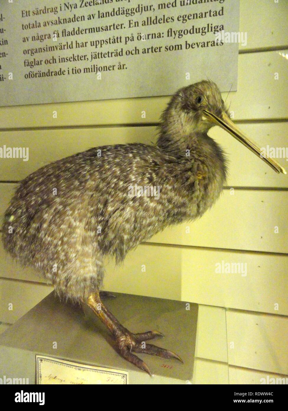 Apteryx australis Banque de photographies et d’images à haute ...