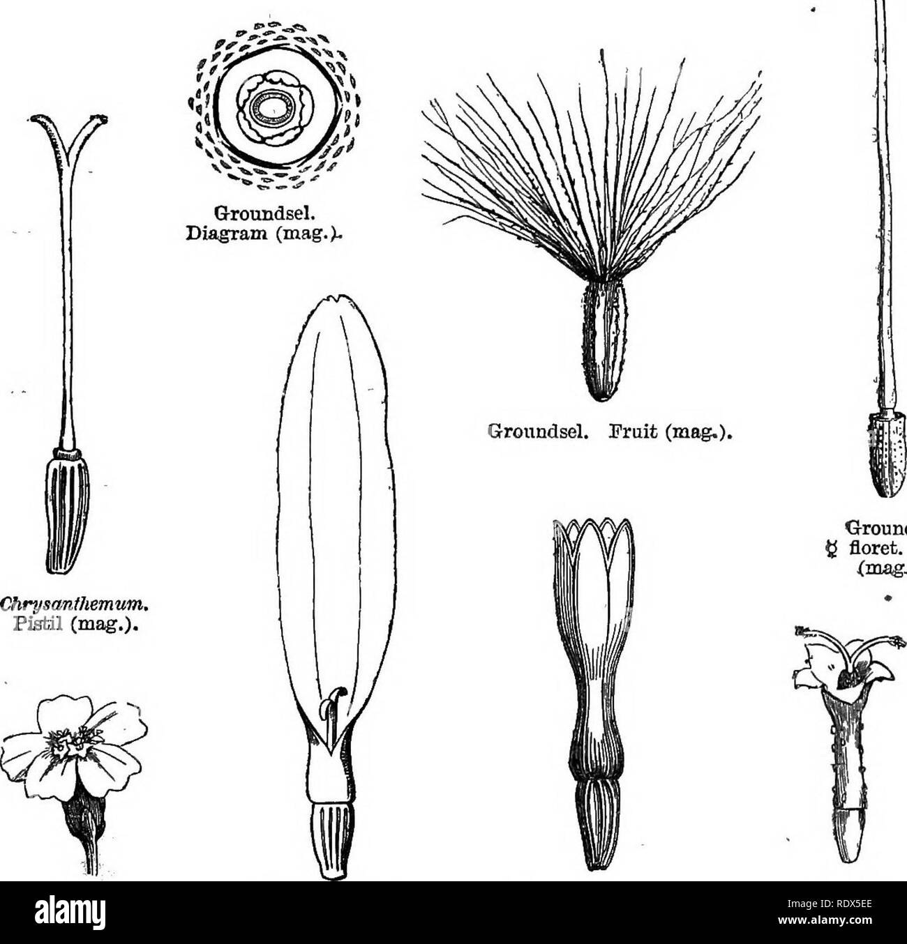 . Un système général de botanique, descriptive et analytique. En deux ...