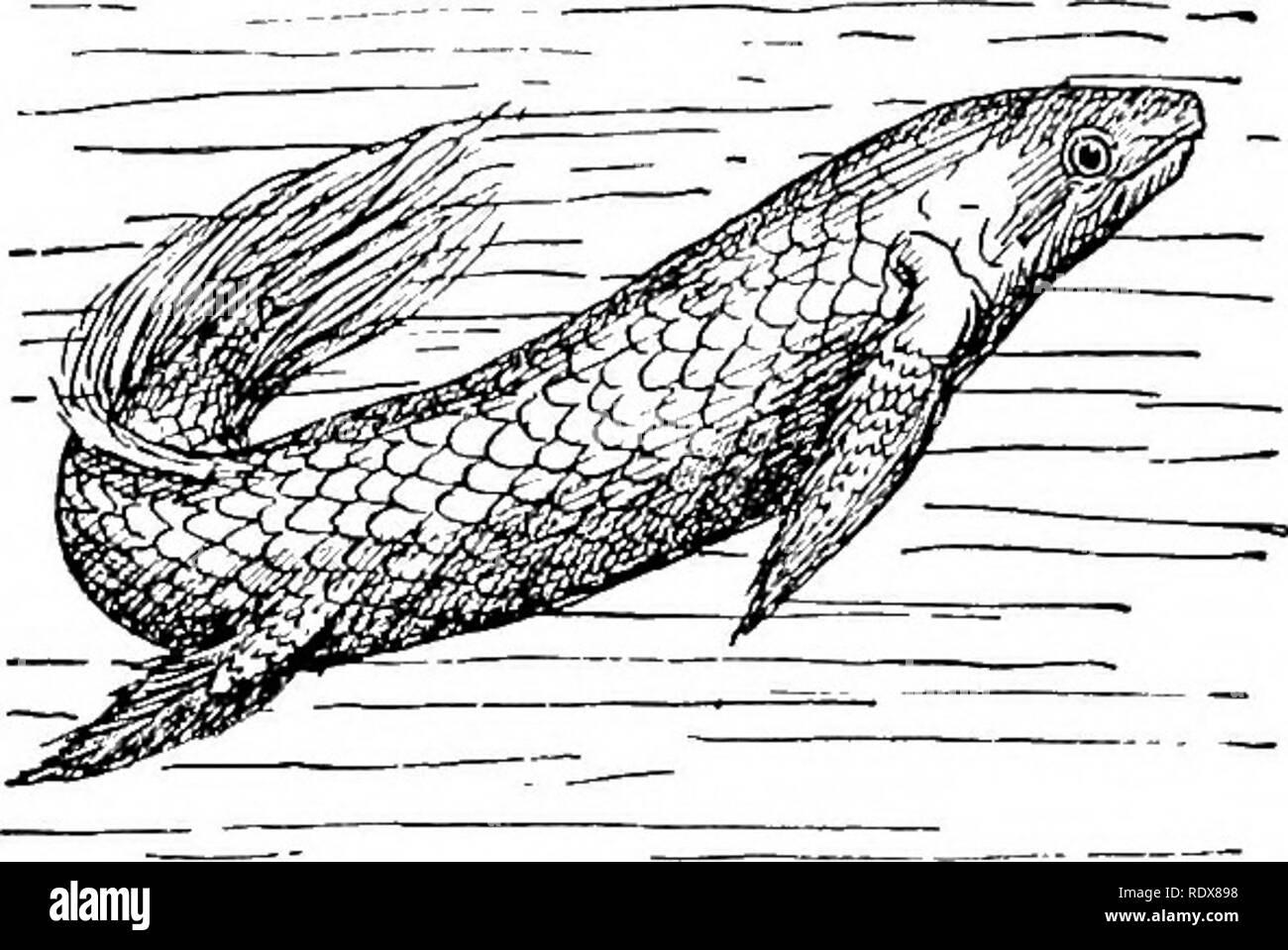 . L'histoire naturelle. Zoologie. 460 PISCESSUB-L-CLASSE DIPNOI.. Fig ...