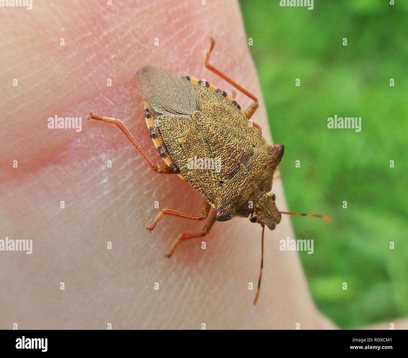 Arma custos arma custos Banque de photographies et d’images à haute ...