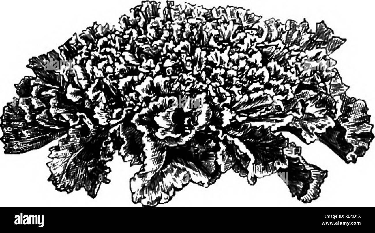 Inverted plant pot Banque d'images noir et blanc - Alamy