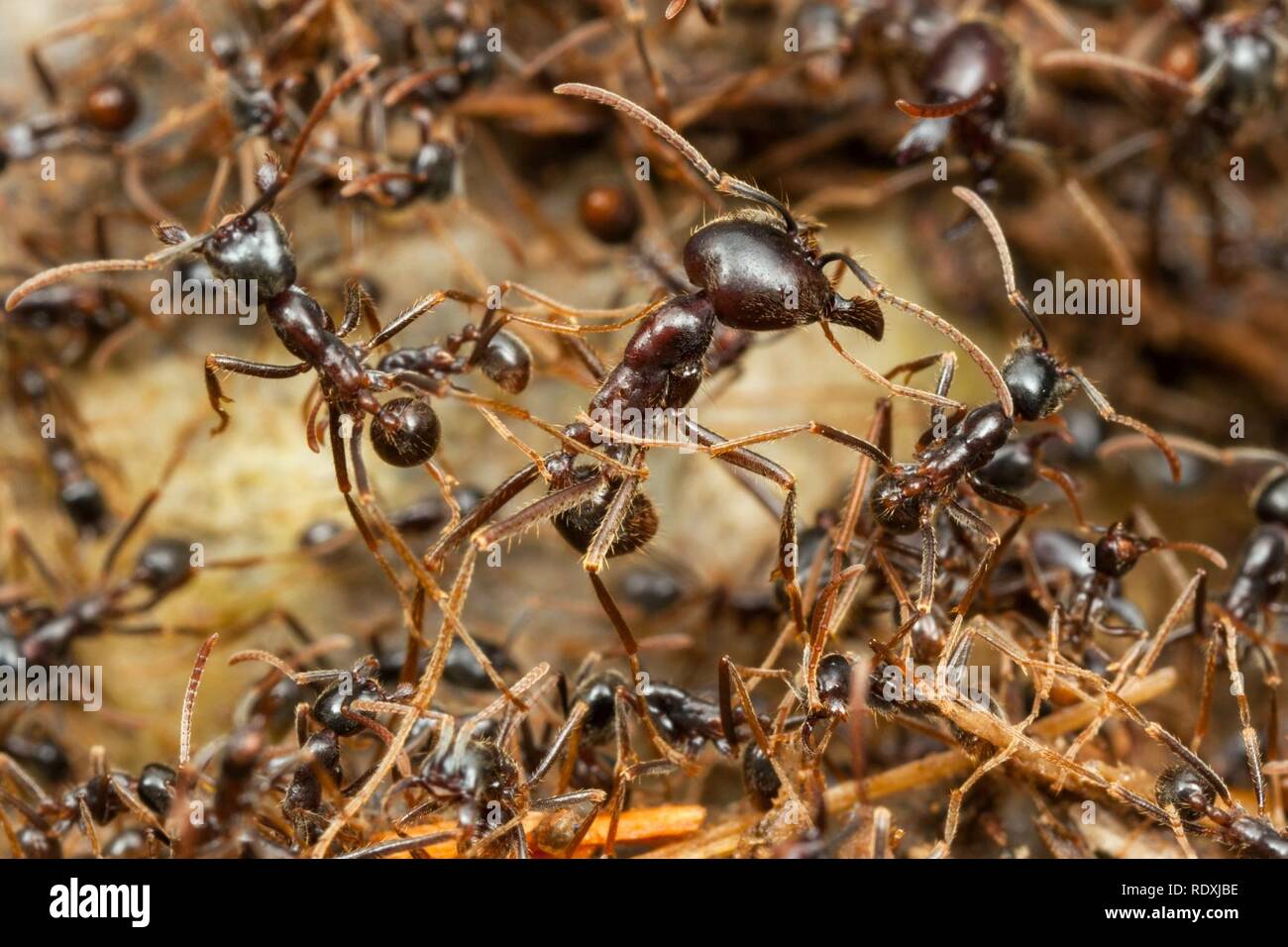 Fourmis légionnaires dorylinae Banque de photographies et d’images à ...