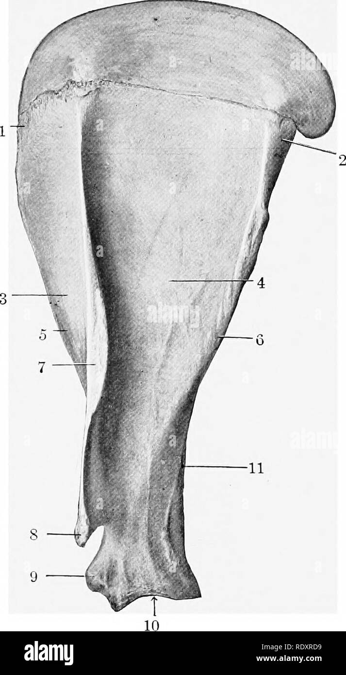 . L'anatomie de l'animaux domestiques . Anatomie vétérinaire. 146 ...
