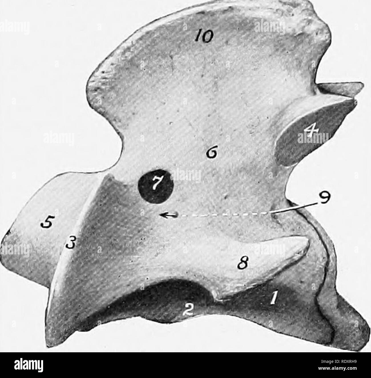 . L'anatomie de l'animaux domestiques . Anatomie vétérinaire. Fig. 122 ...