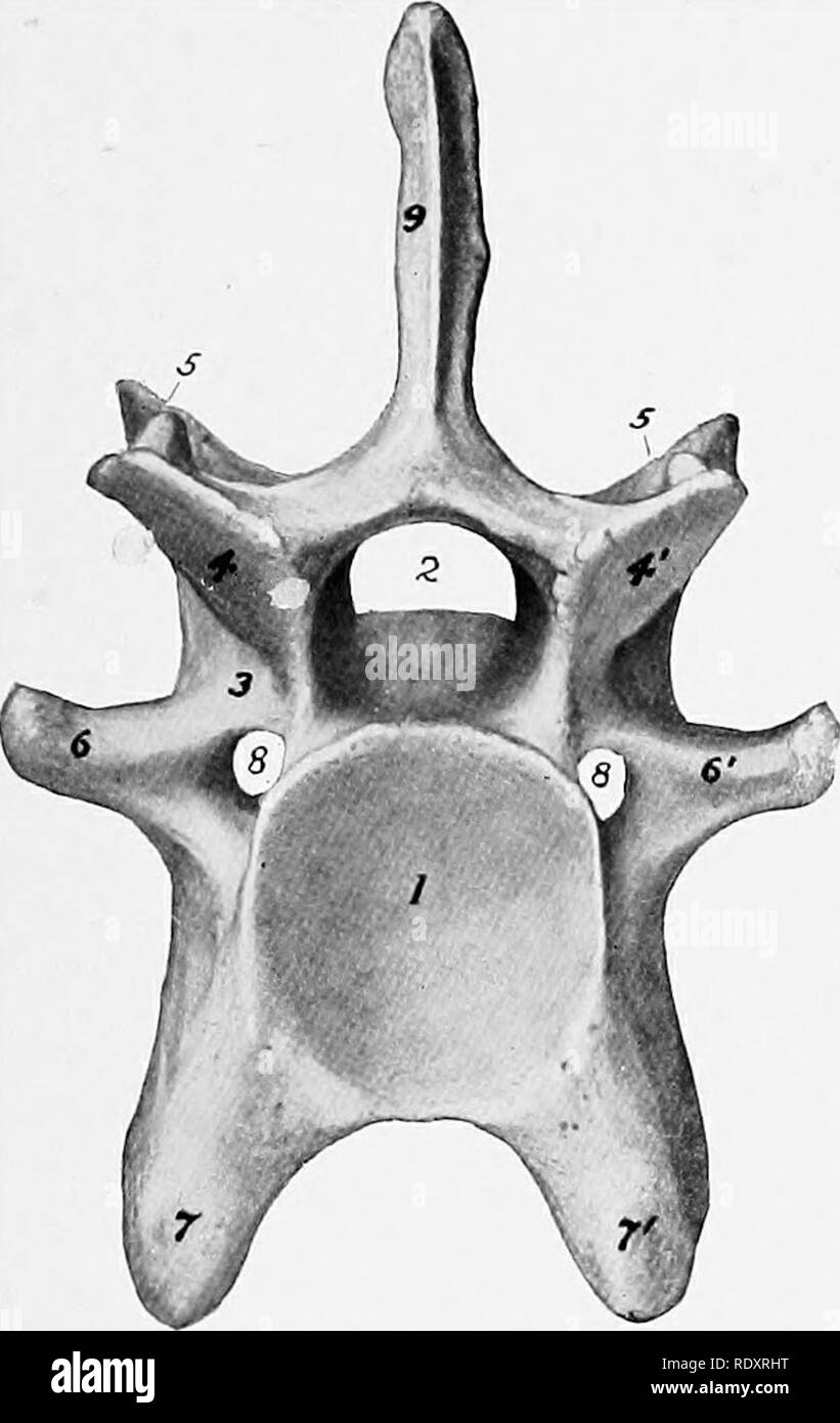 Anatomie colone vertebrale Banque d'images noir et blanc - Page 3 - Alamy