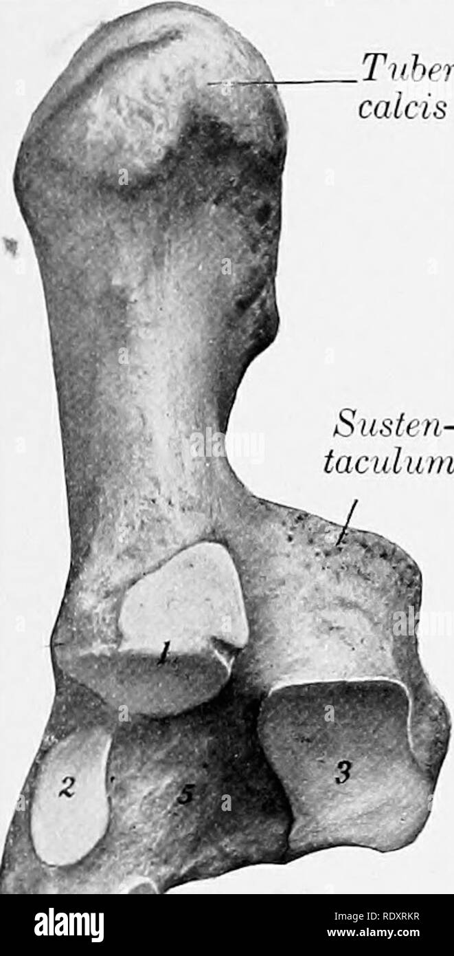 . L'anatomie de l'animaux domestiques . Anatomie vétérinaire. L'Os du ...