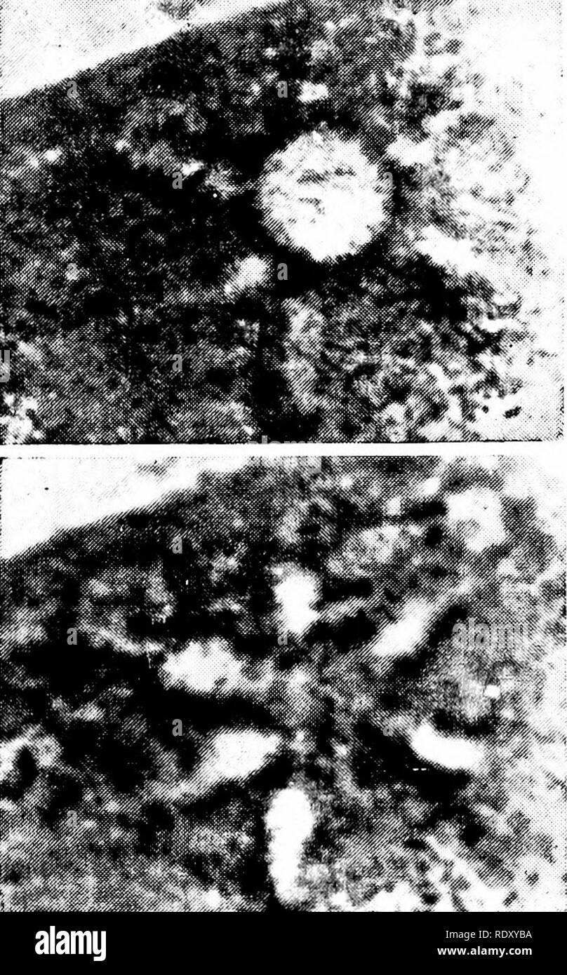 Cellule animale en solution isotonique Banque de photographies et d ...