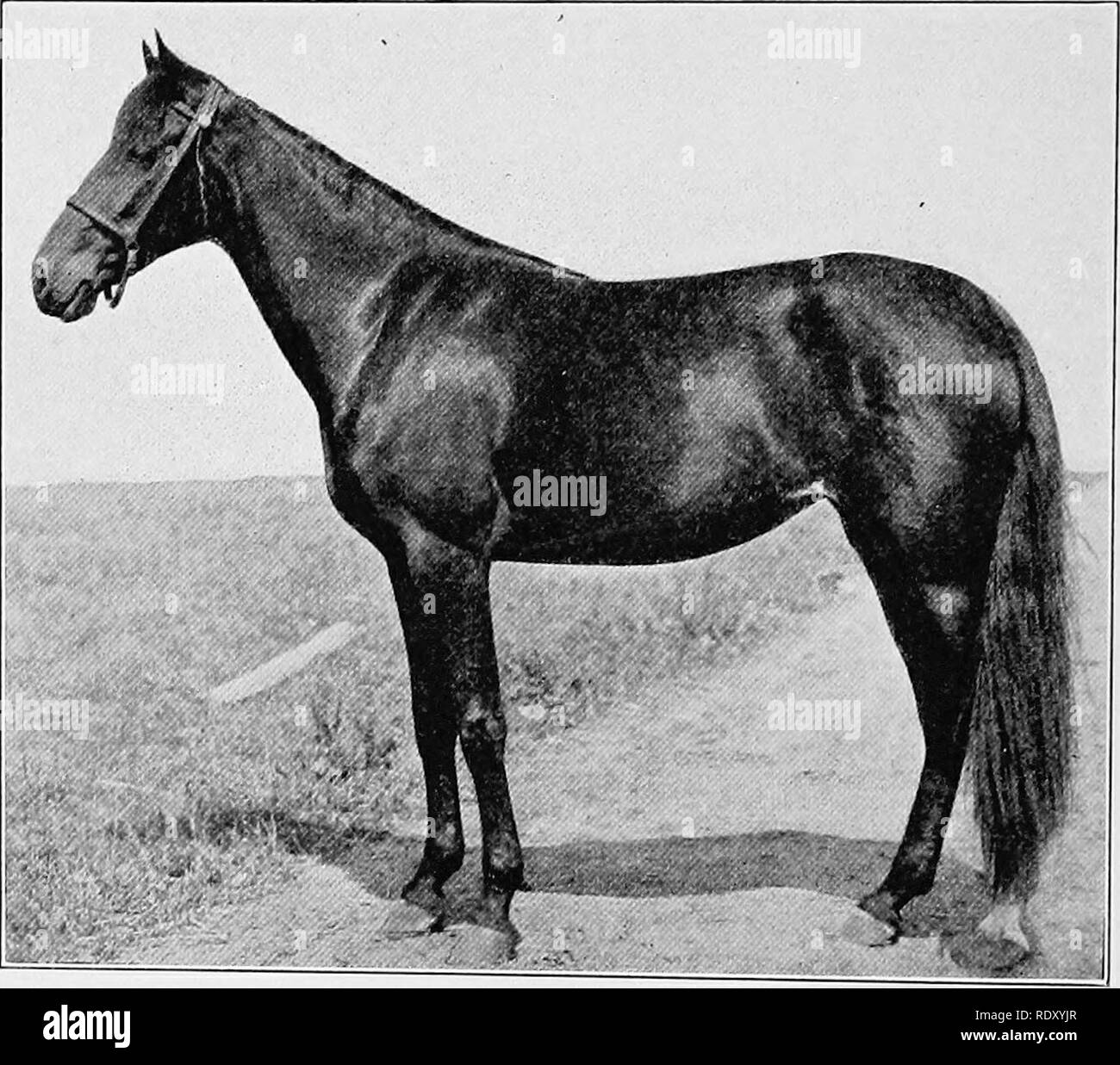 Américain standardbred Banque de photographies et d’images à haute ...