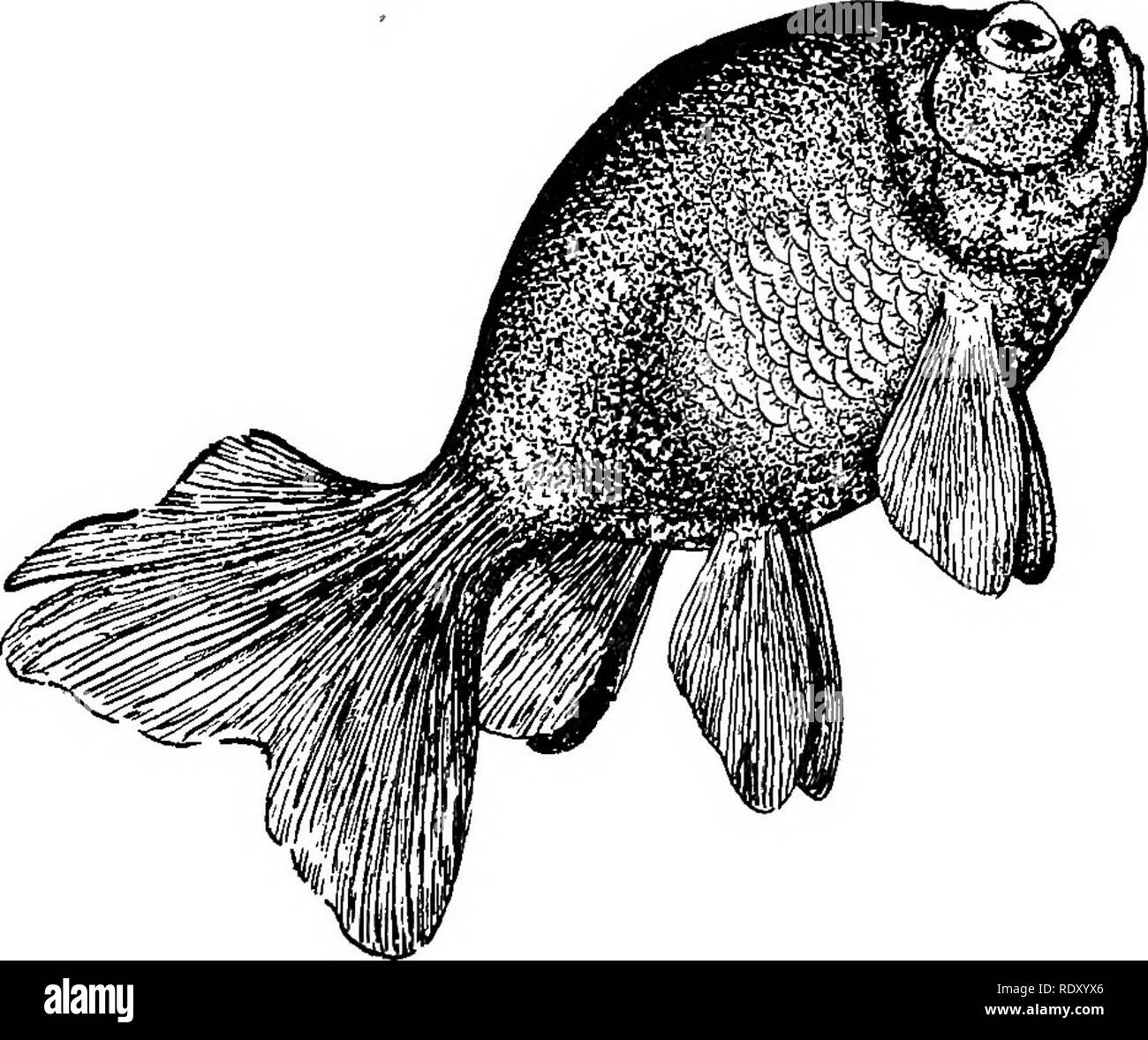 Grands aquariums marins Banque d'images noir et blanc - Alamy