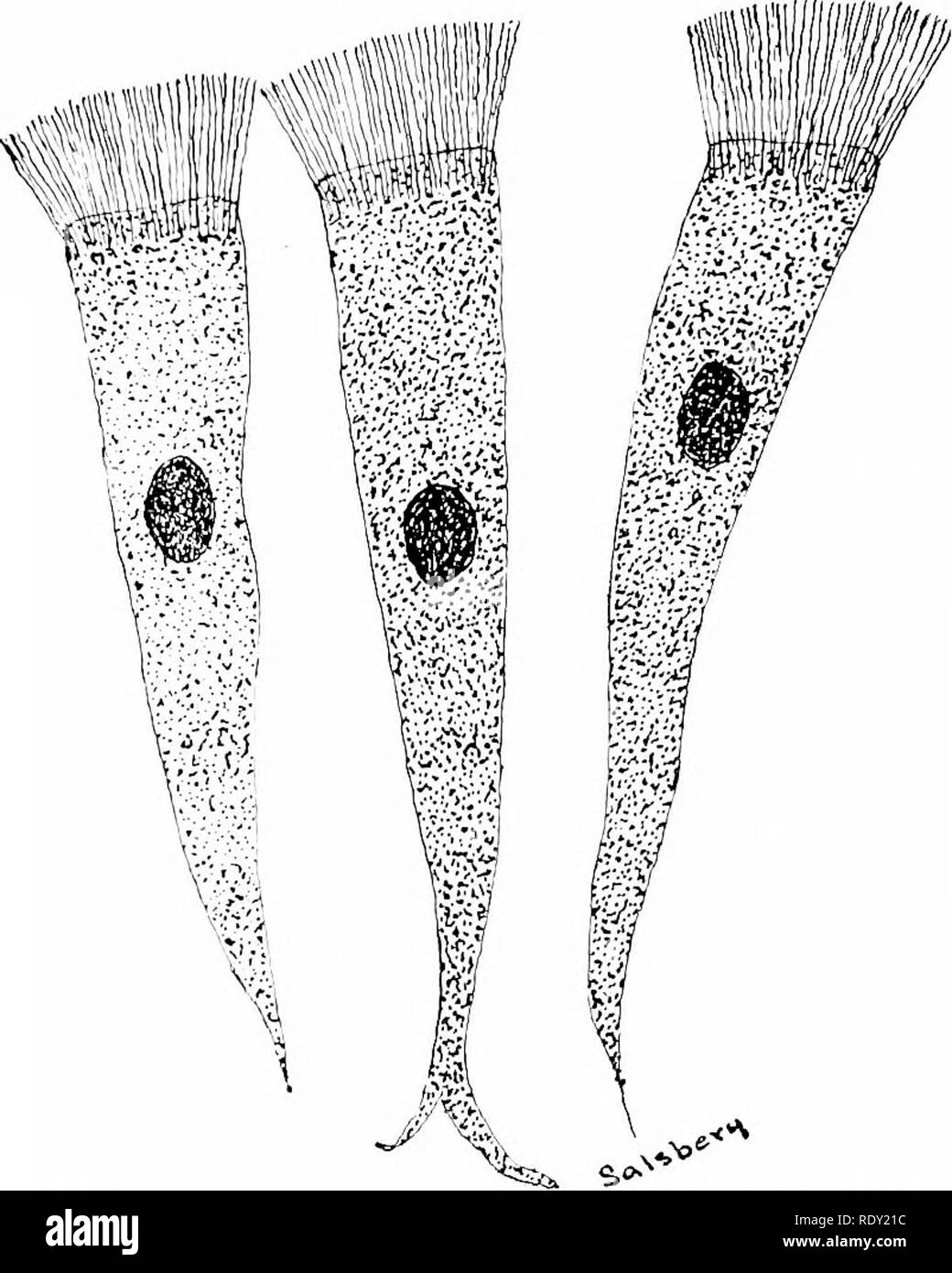 . Un manuel de pathologie vétérinaire, pour les étudiants et les ...