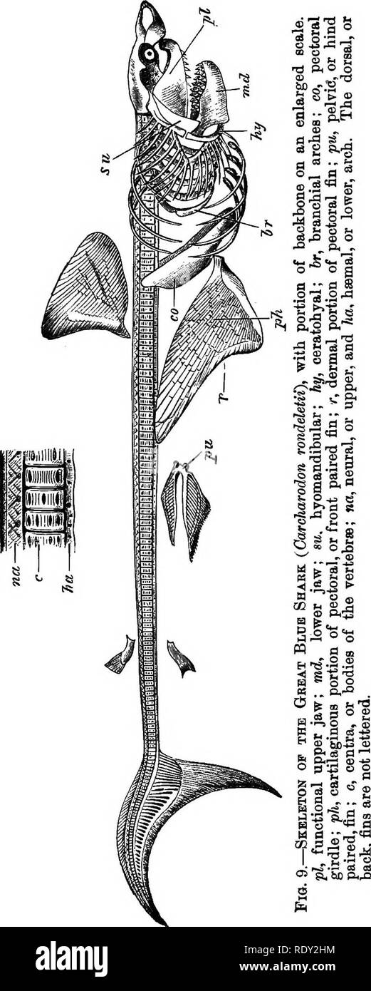 Poisson poumon queensland Banque de photographies et d’images à haute ...