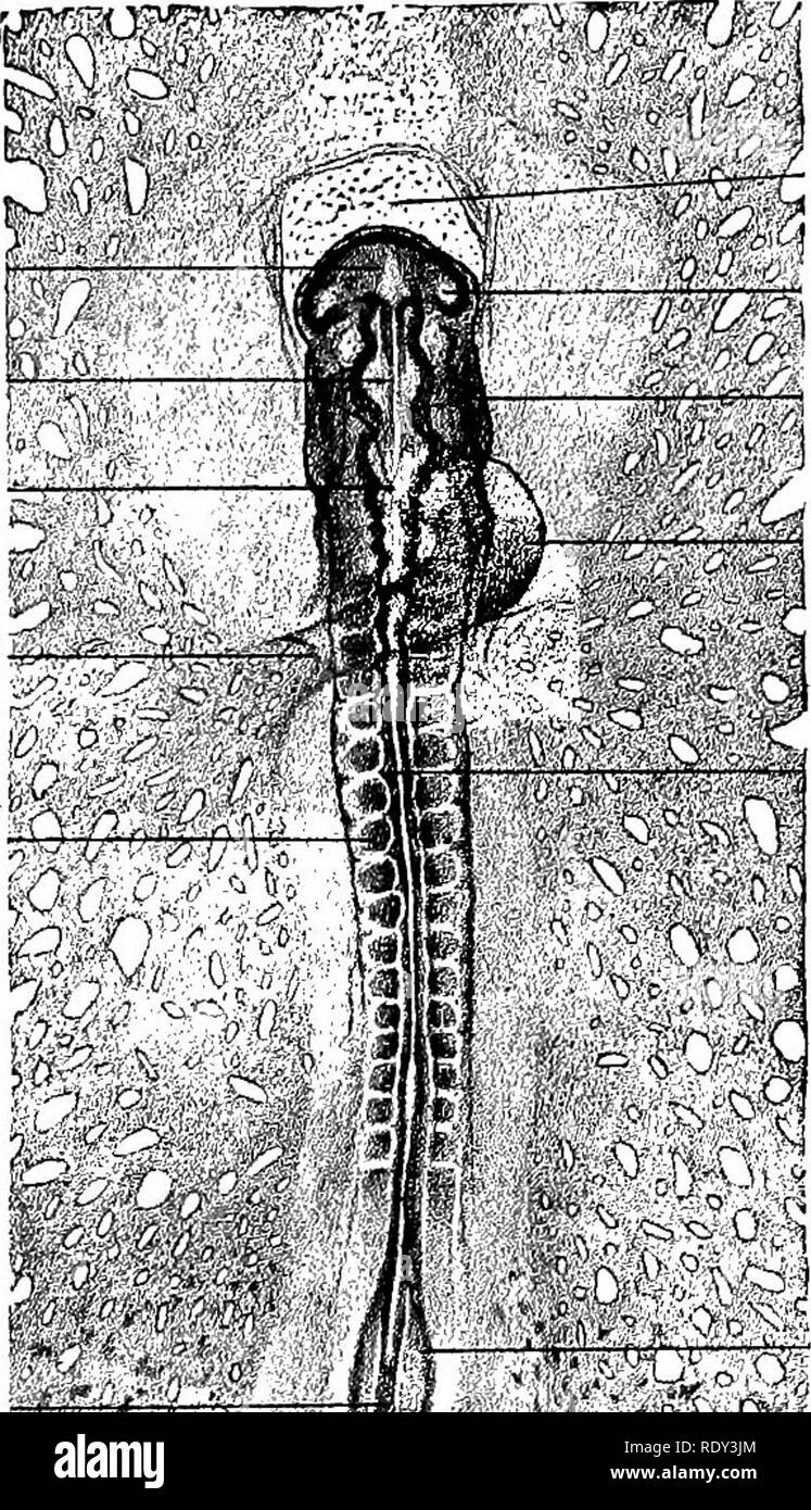 . Un manuel de laboratoire et texte-livre de l'embryologie. L ...