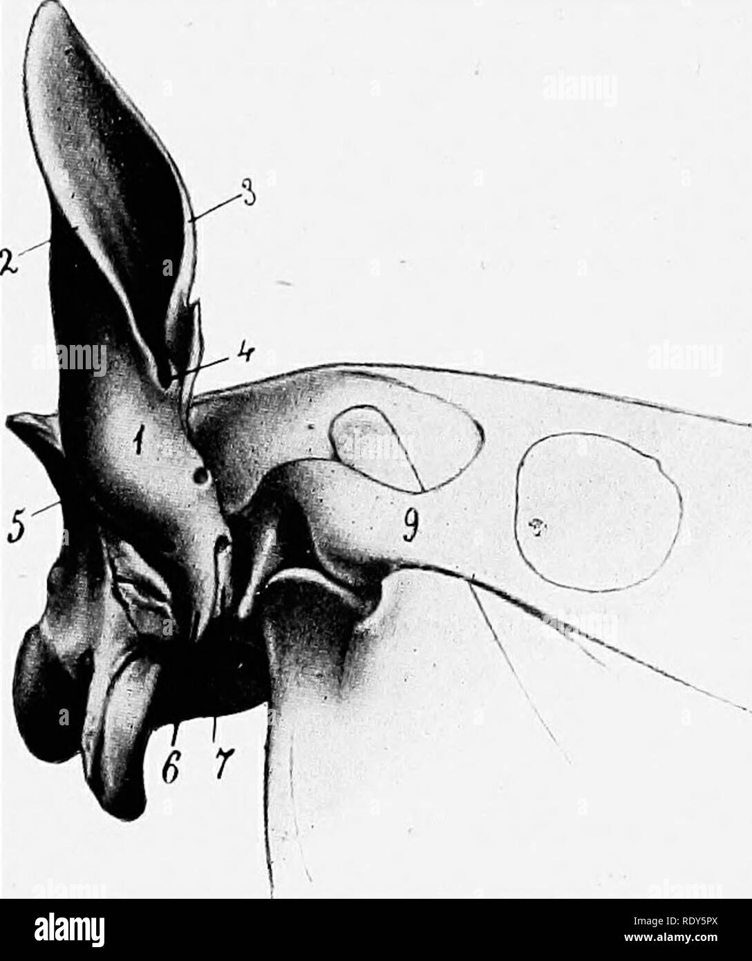 External ear Banque d'images noir et blanc - Alamy