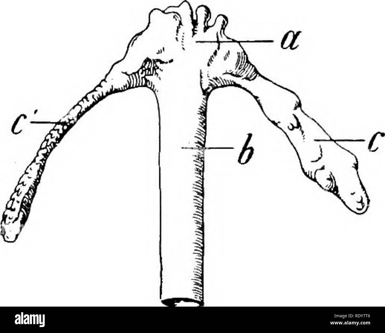 . L'anatomie de l'animaux domestiques . Anatomie vétérinaire. Fig. 500 ...