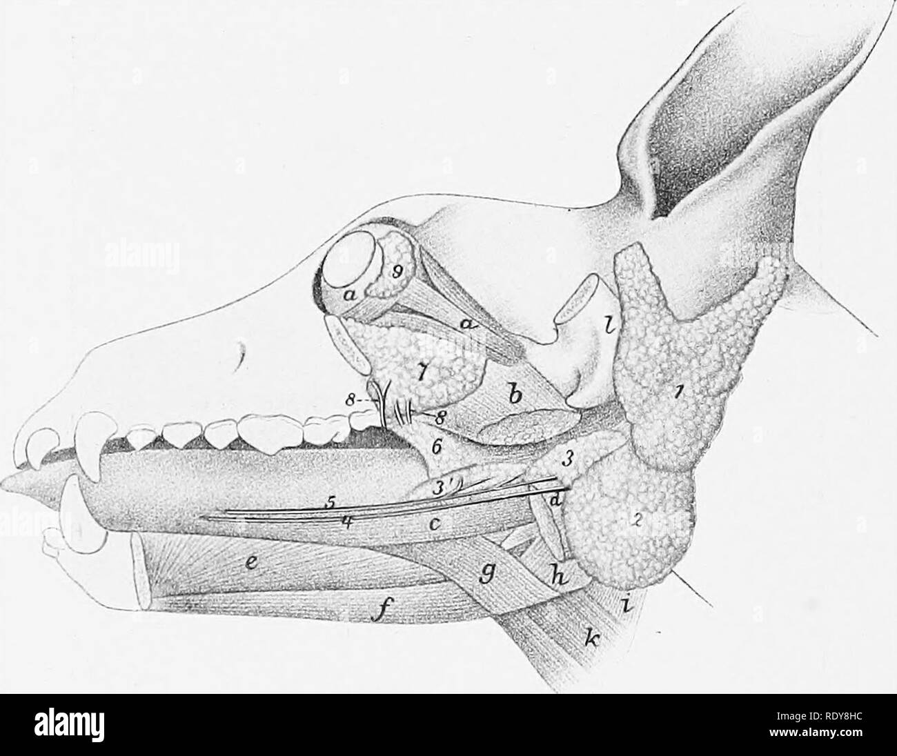 Glandes Parotides Banque d'image et photos - Page 2 - Alamy