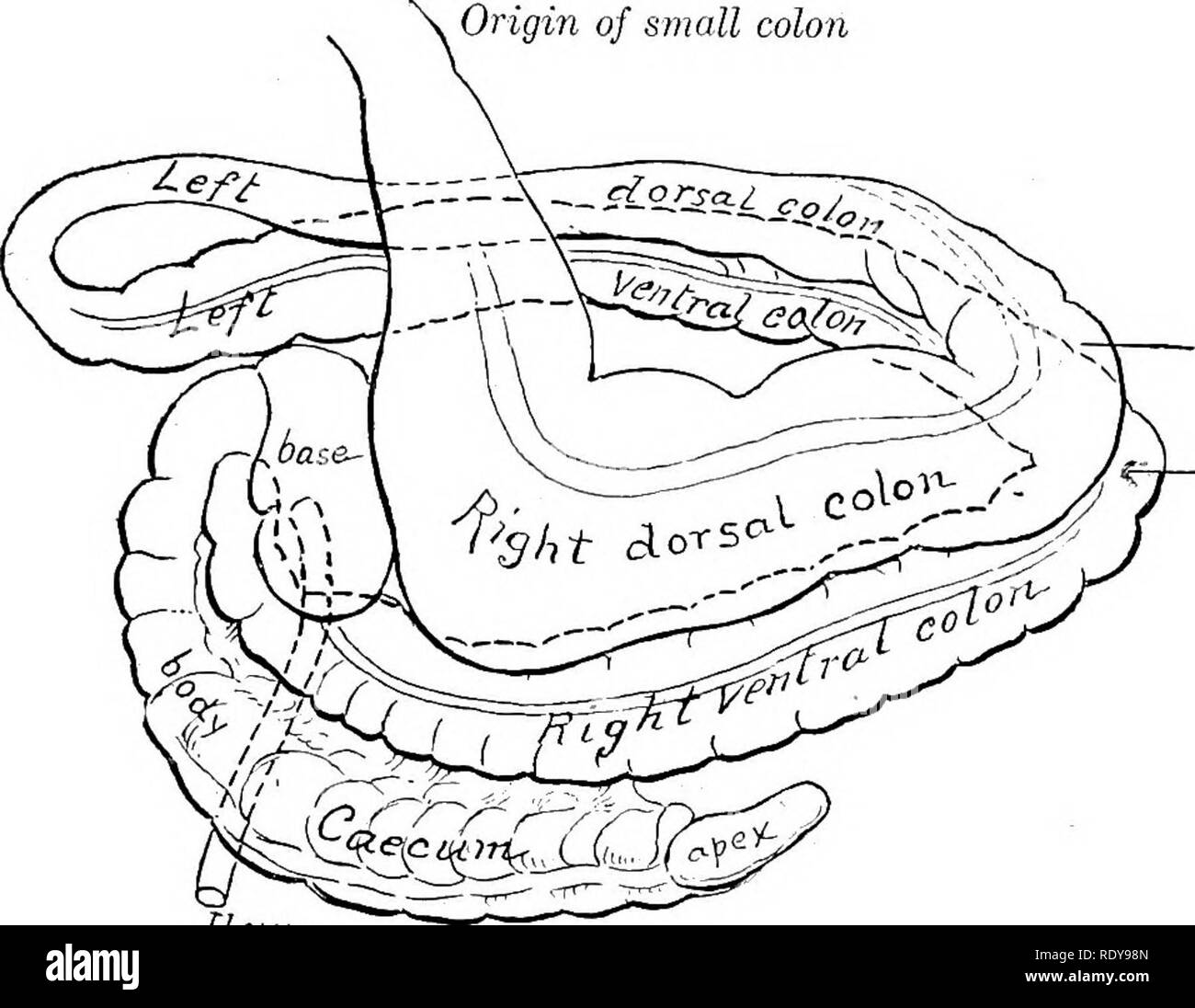 Anatomia del colon Banque d'images noir et blanc - Page 2 - Alamy