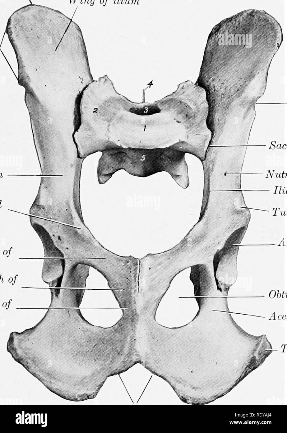 . L'anatomie de l'animaux domestiques . Anatomie vétérinaire. Les OS DE ...