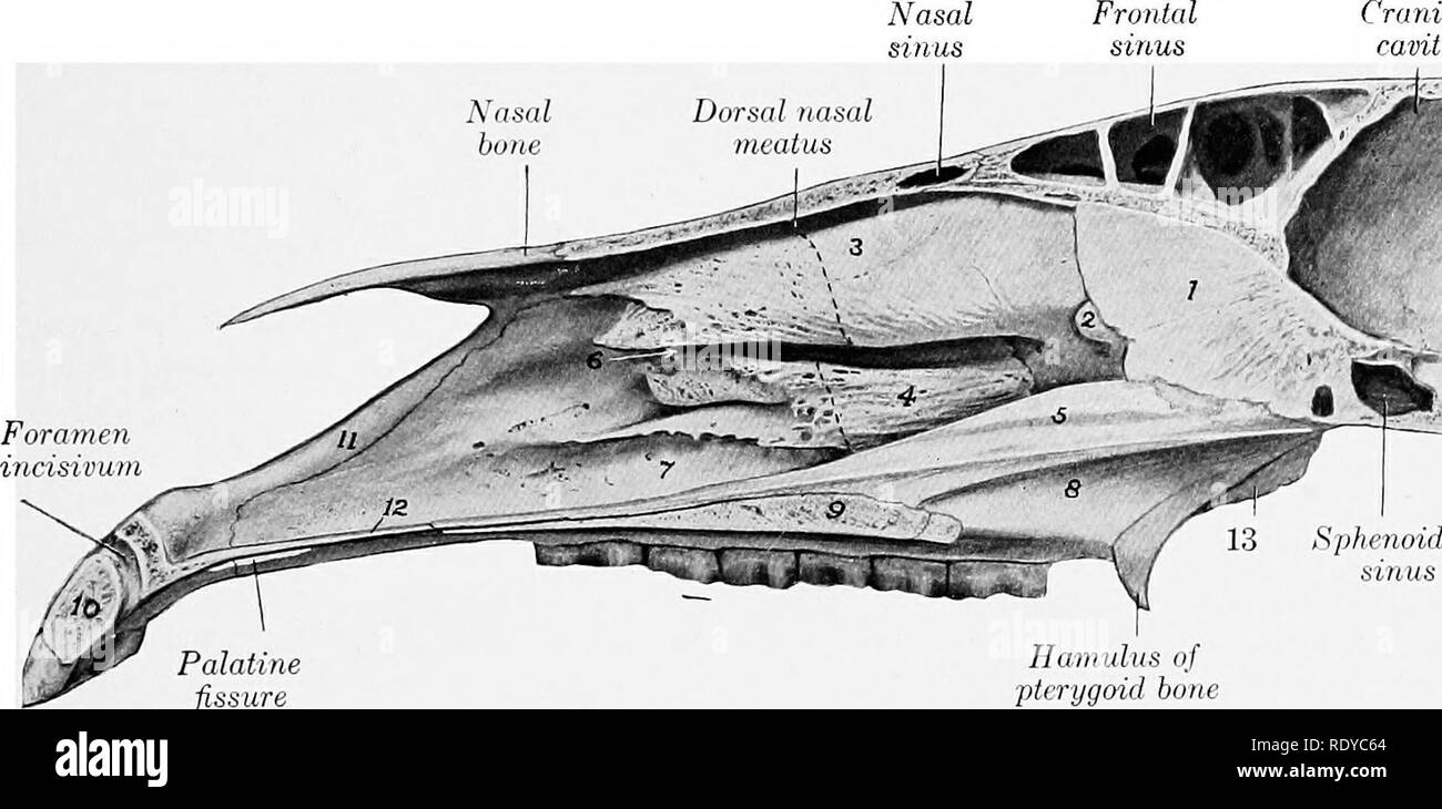 Nasal cavity Banque d'images noir et blanc - Page 2 - Alamy