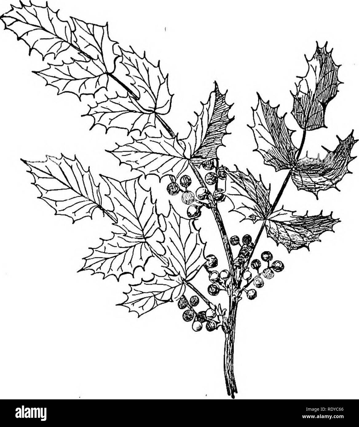 Fleurs de mahonia aquifolium Banque d'images noir et blanc - Alamy