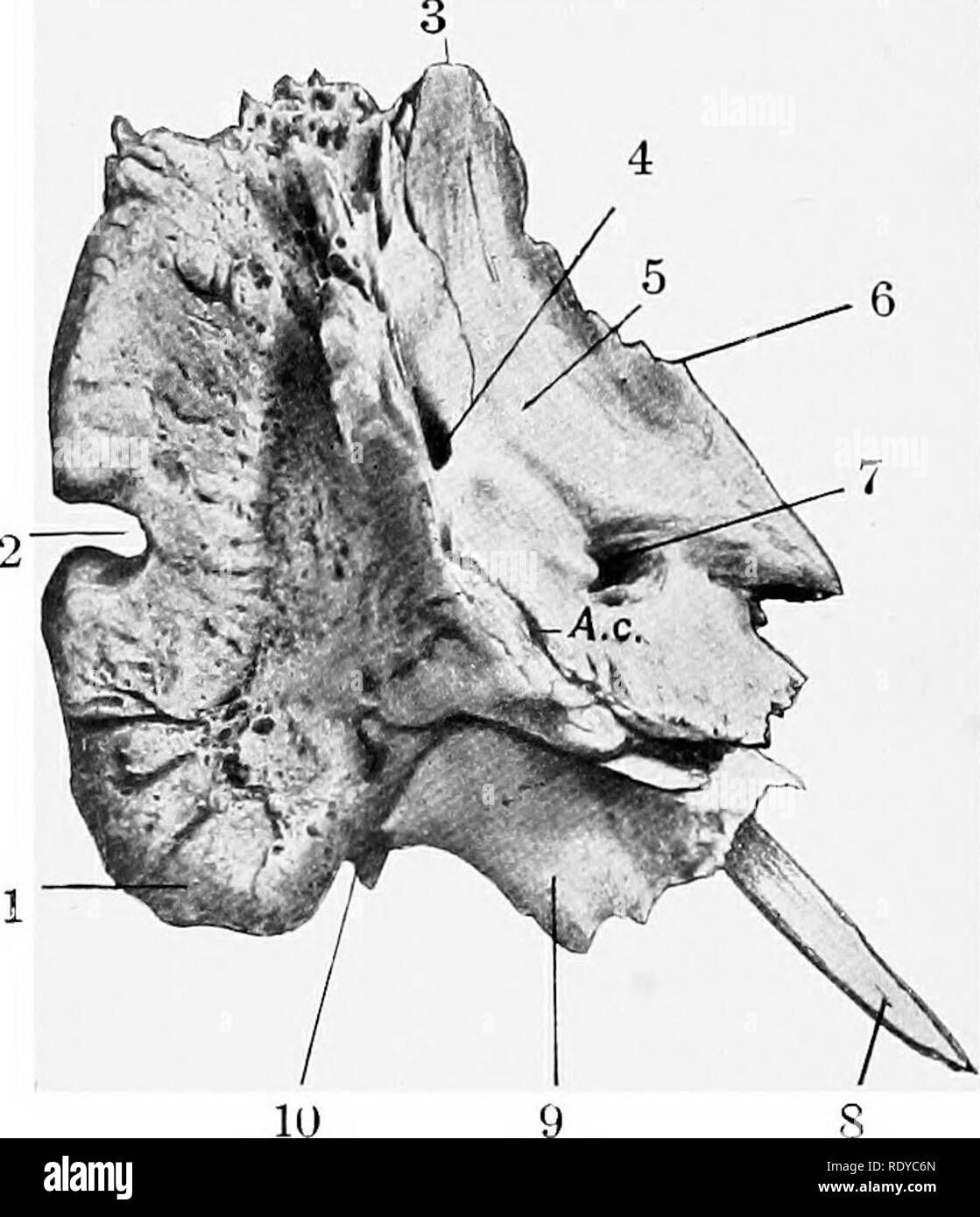 . L'anatomie de l'animaux domestiques . Anatomie vétérinaire. Fig. 40 ...