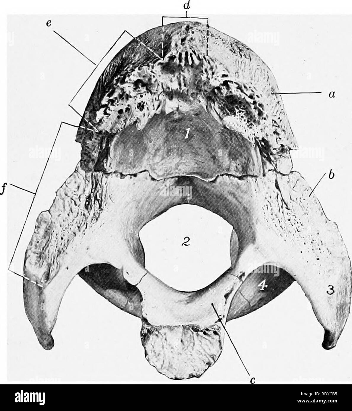 Foramen lacerum Banque de photographies et d’images à haute résolution ...