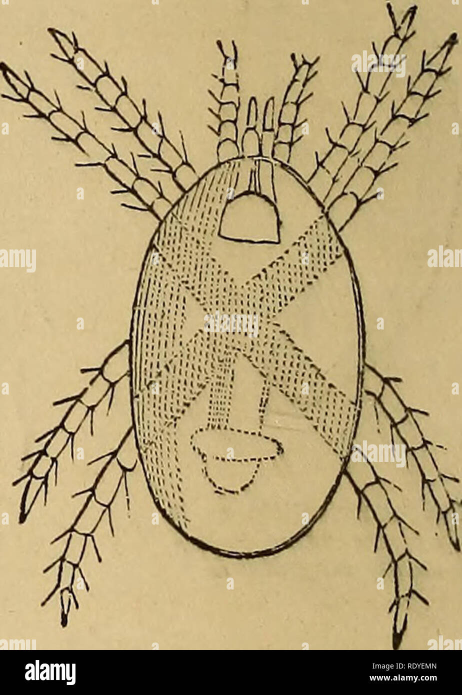 Phytoptus sp Banque de photographies et d’images à haute résolution - Alamy