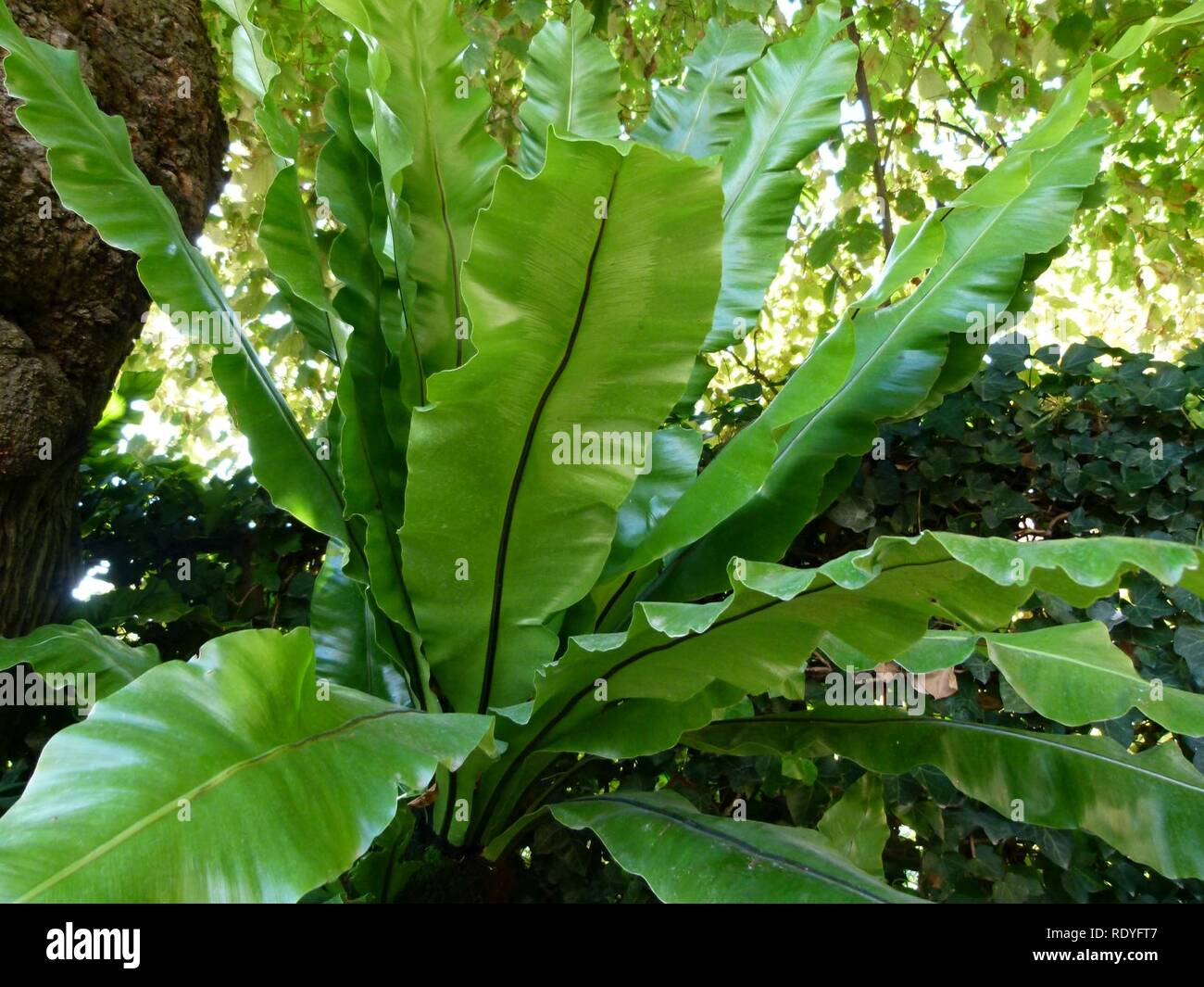Asplenium australasicum Banque de photographies et d’images à haute ...