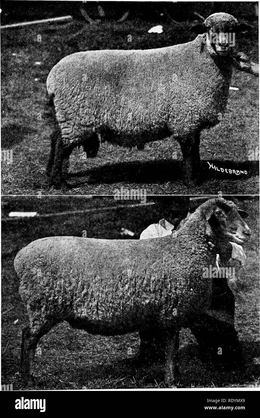 Tunis sheep american tunis Banque d'images noir et blanc - Alamy