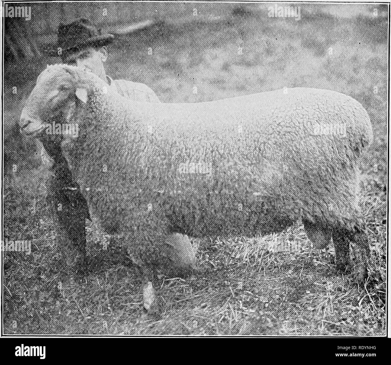 Tunis sheep american tunis Banque d'images noir et blanc - Alamy