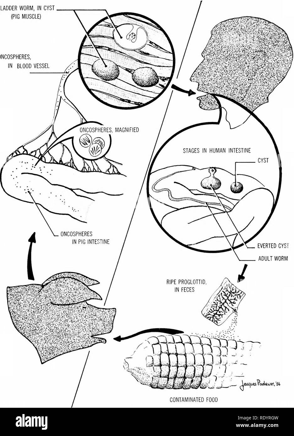 . Principes de la biologie moderne. La biologie. 640 - L'hérédité et l ...