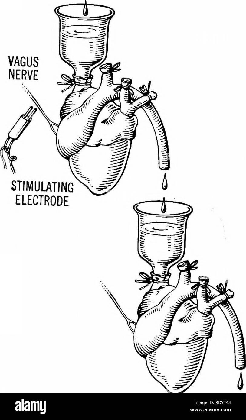 . Principes de la biologie moderne. La biologie. Nerf vague. Fig. 25-9 ...