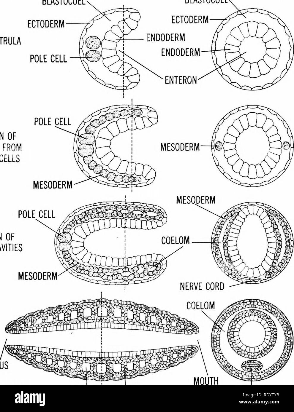 . Principes de la biologie moderne. La biologie. Le développement ...