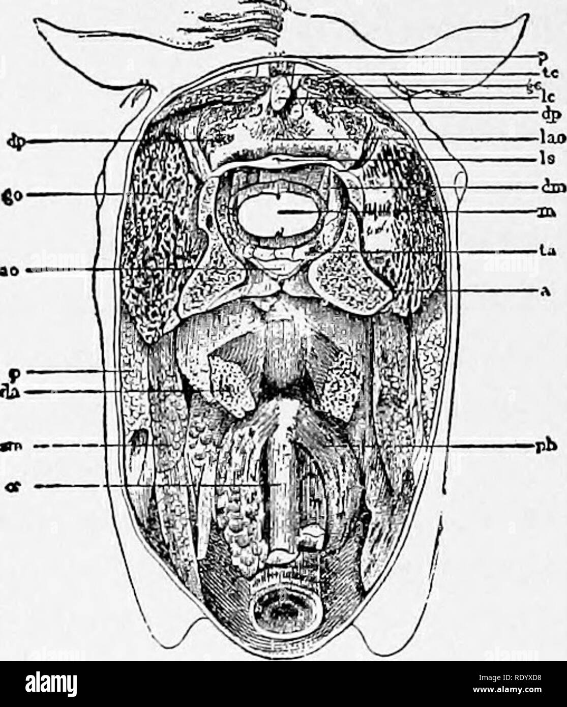 . Dispositif manuel de chirurgie vétérinaire. Chirurgie vétérinaire ...