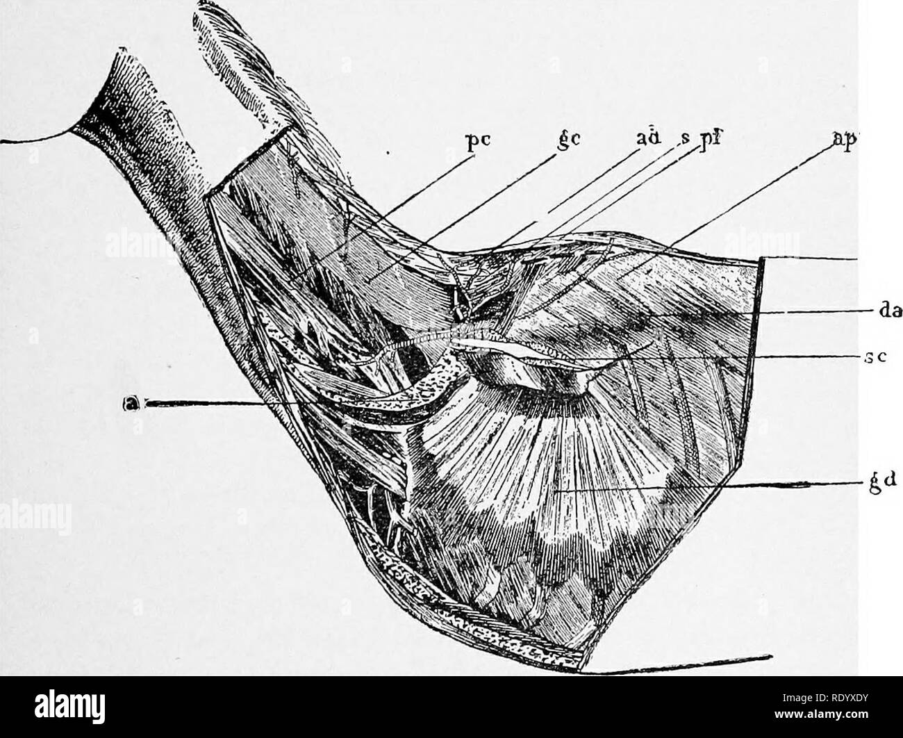 Aponevrose cervicale Banque d'images noir et blanc - Alamy