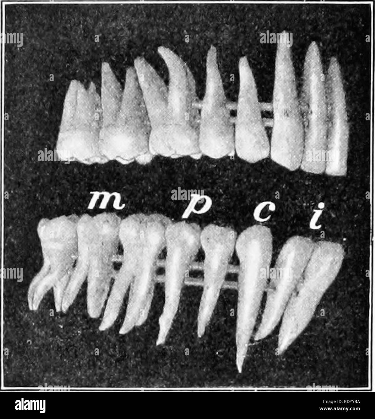 Face ventrale de la langue Banque de photographies et d’images à haute ...