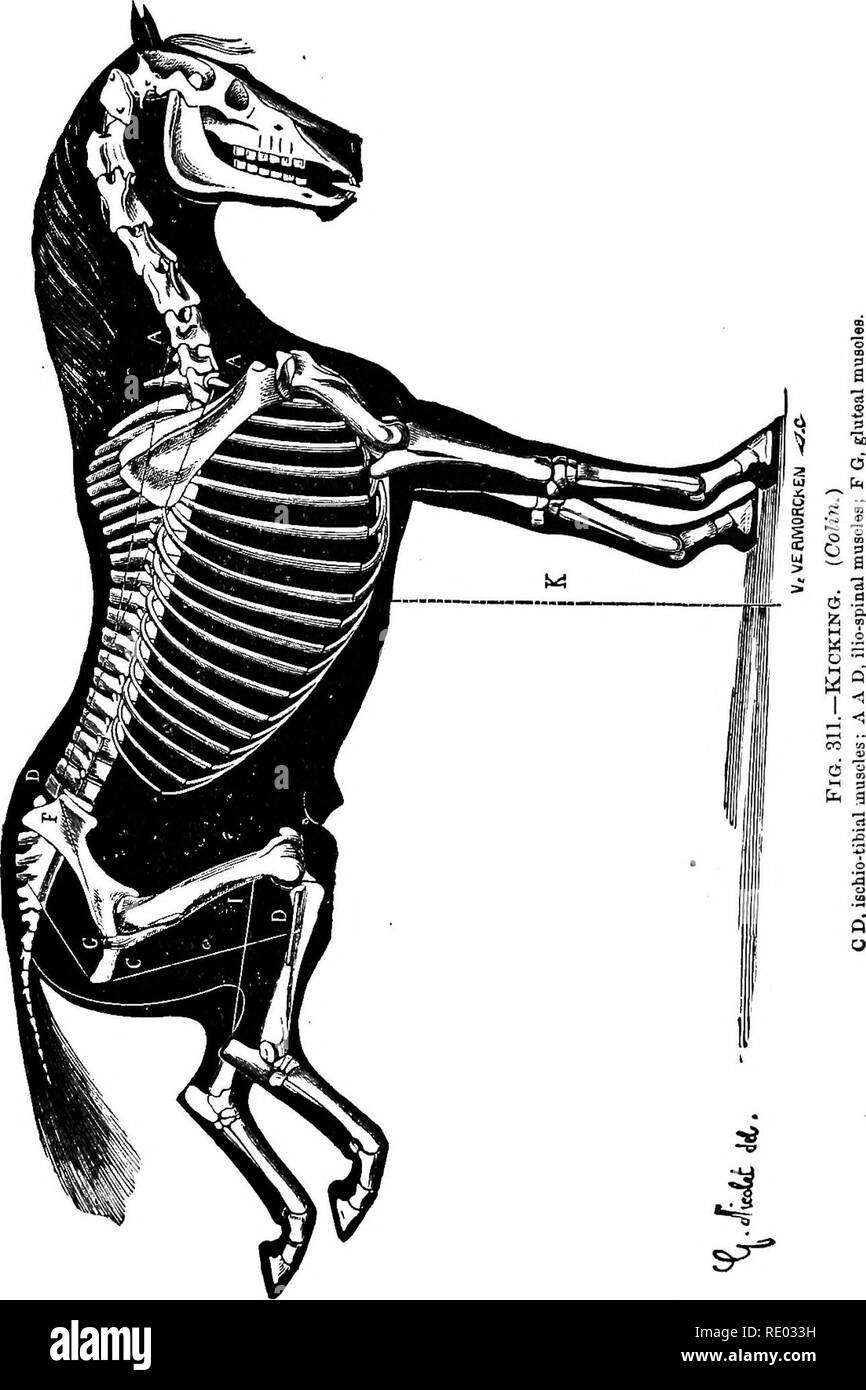 Texto de la columna vertebral Banque d'images noir et blanc - Alamy