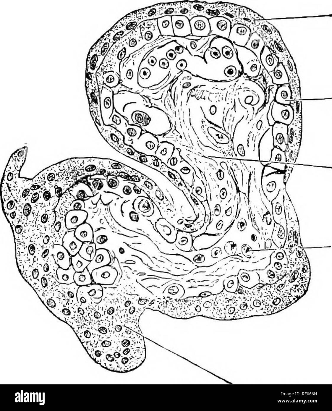 Cuboidal epithelium Banque de photographies et d’images à haute ...