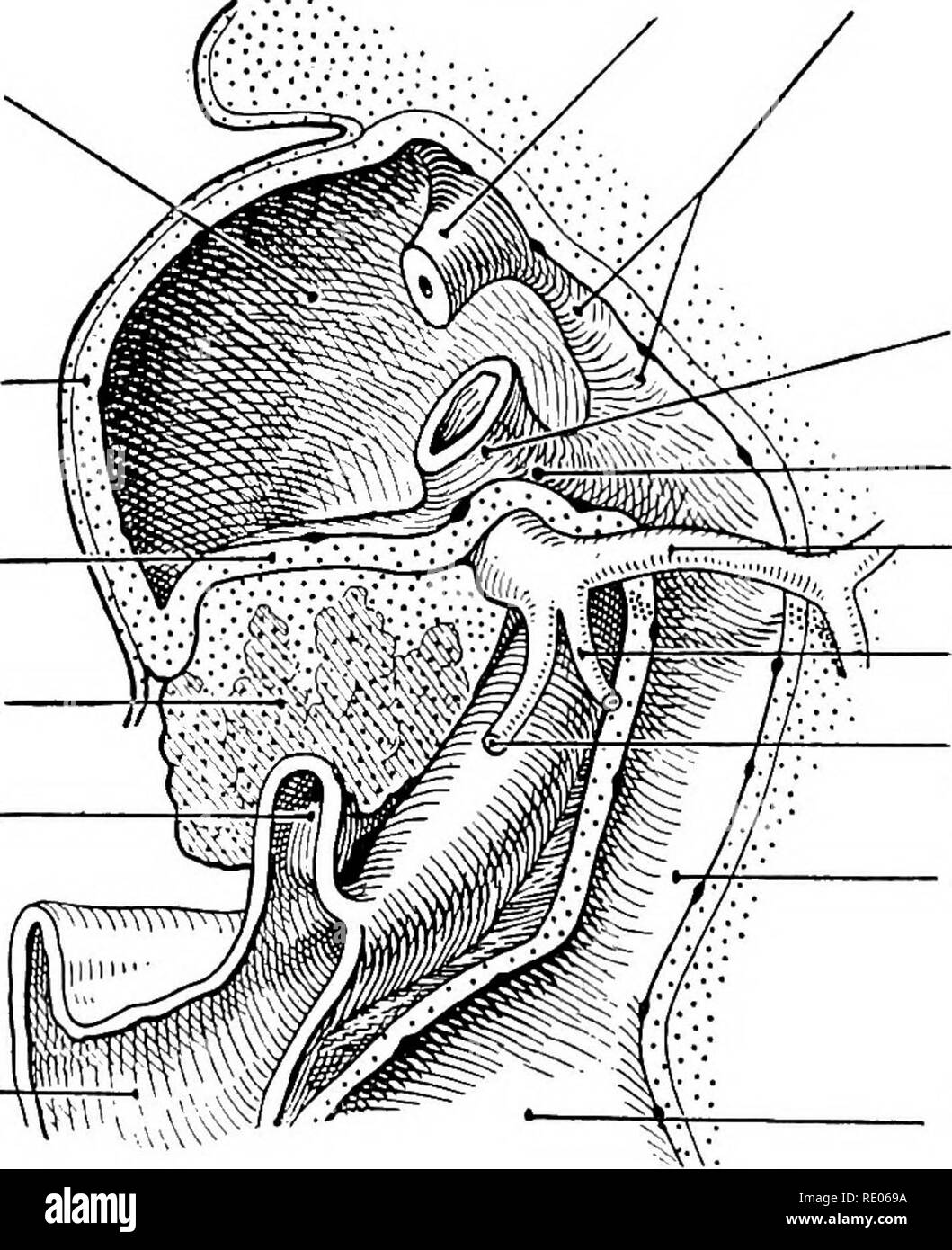 Which are the sagittal plane Banque d'images noir et blanc - Alamy
