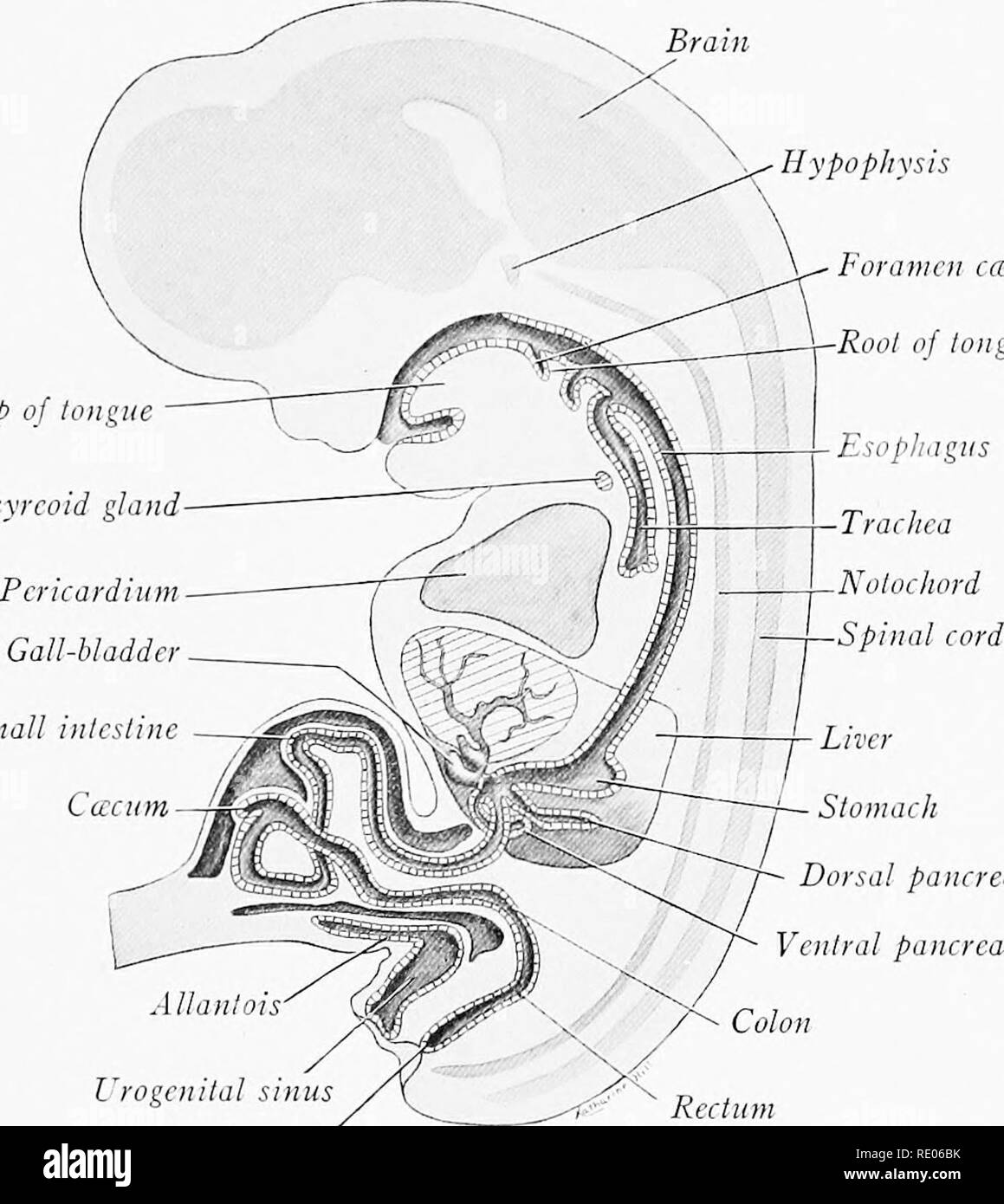 Intestinal Loop Banque d'image et photos - Alamy