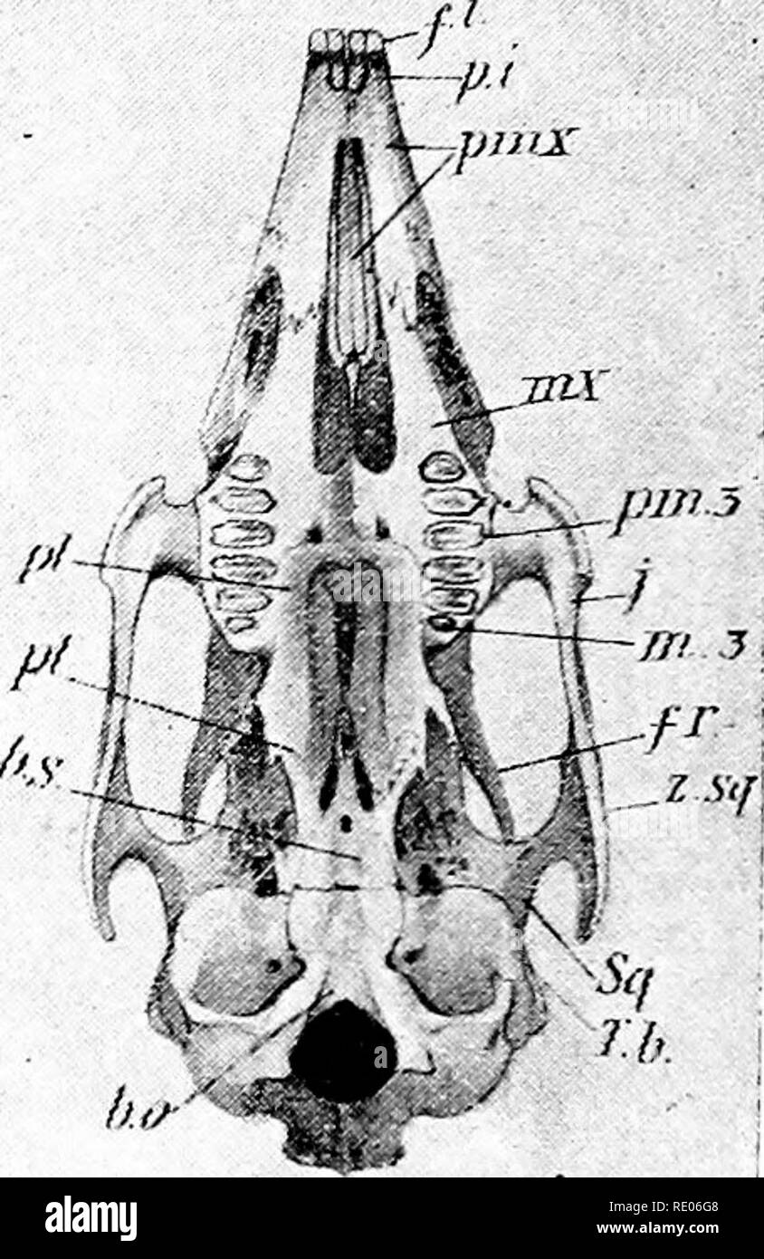 . Contours de la zoologie. Zoologie. 664 MAMMALIA. vomers, sous le ...