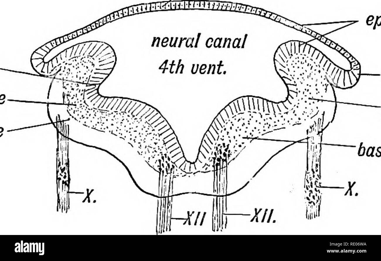 Diagramme De La Lame Basale