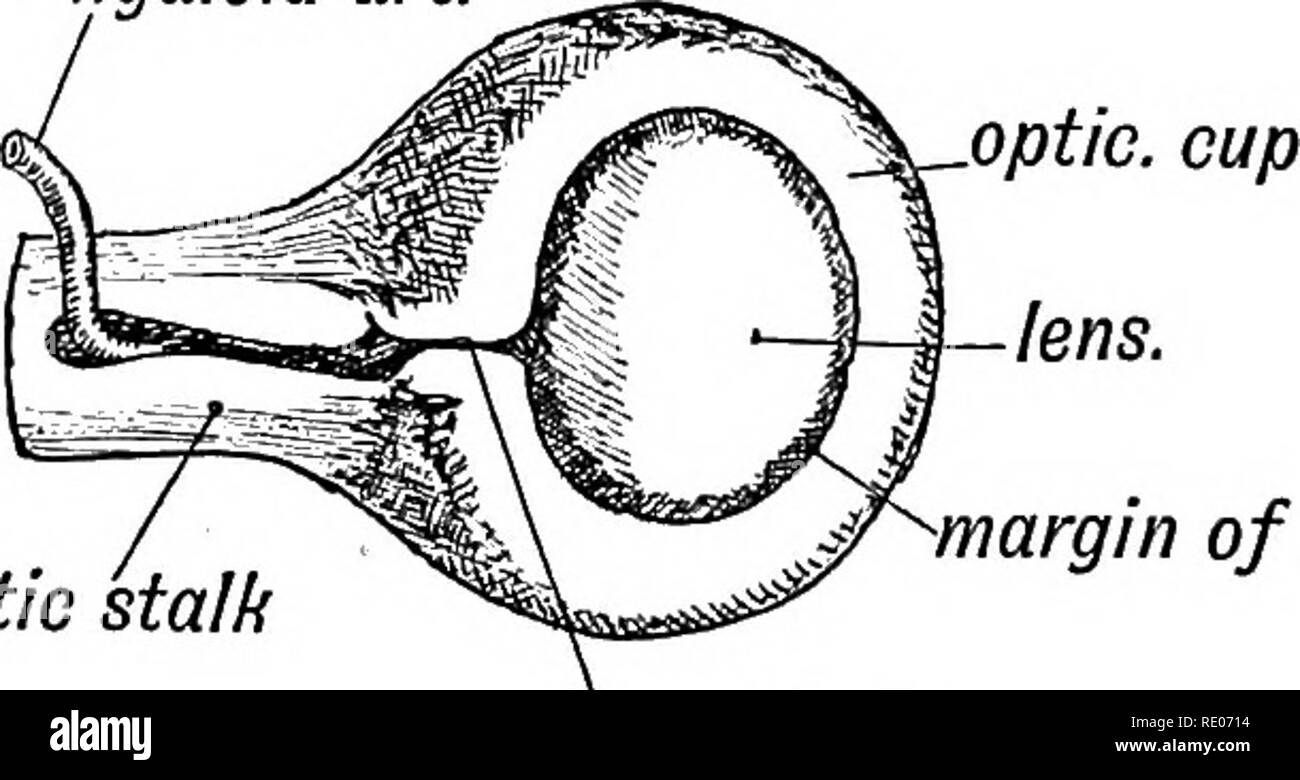 . Les droits de l'embryologie et de morphologie. L'embryologie, l'homme ...