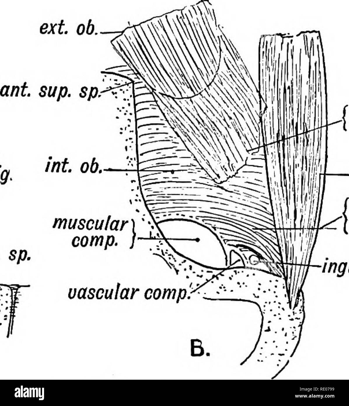 Canal inguinal Banque d'images noir et blanc - Alamy