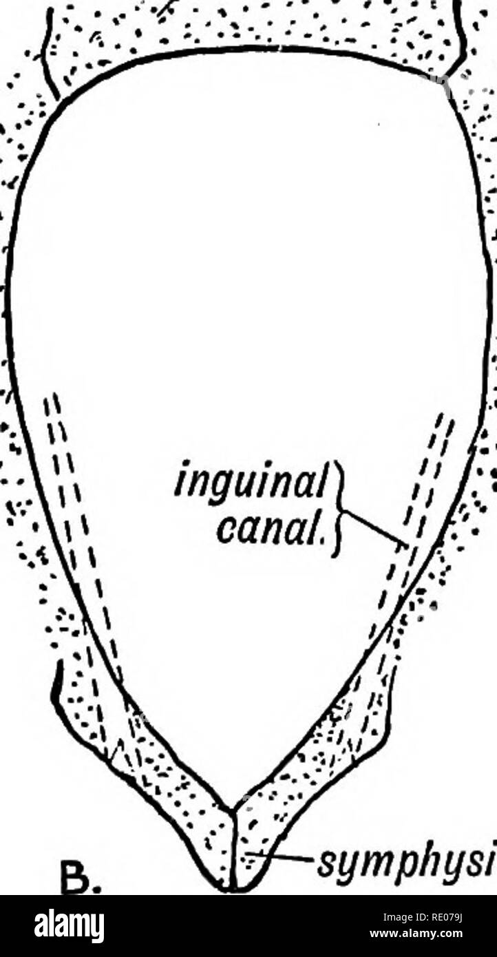 Inguinal ligament Banque d'images noir et blanc - Alamy